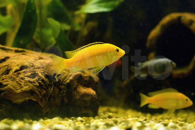 Цихлида еллоу - самка