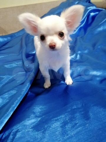 Щенки чихуахуа мини девочки