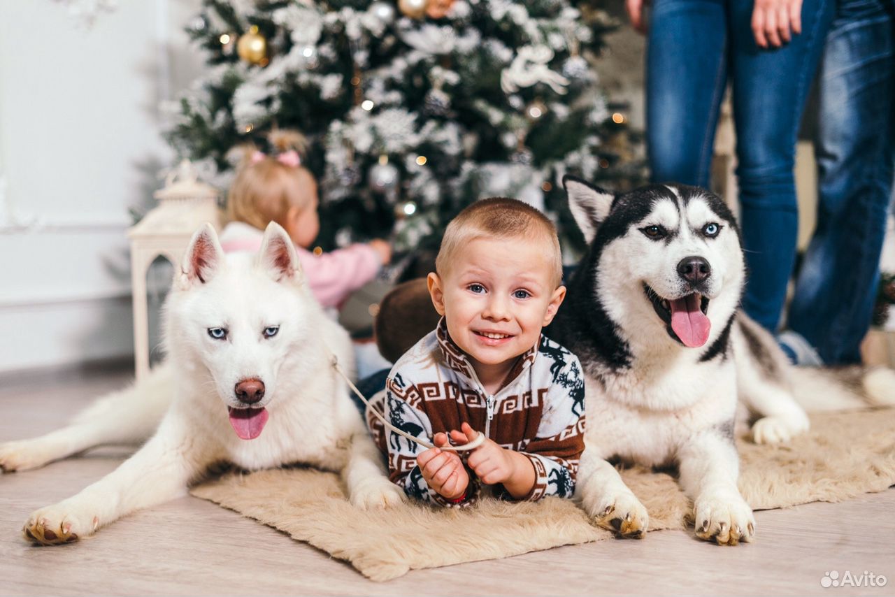 Собачки для Вас
