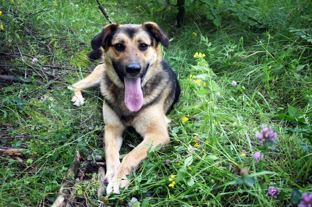 Собака Алиса 2 года ищет семью