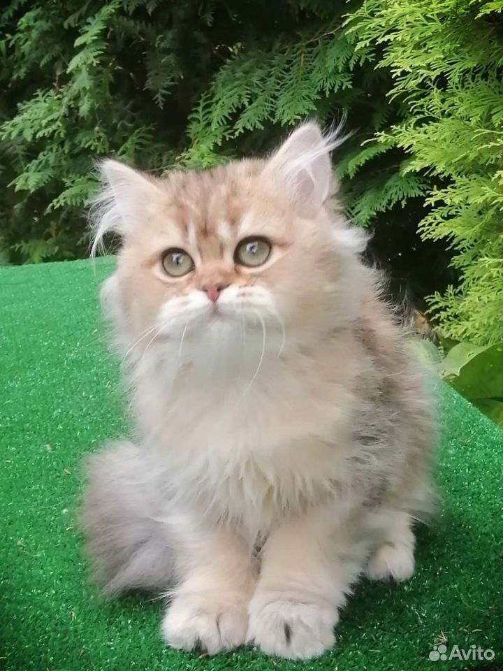 Британский длинношерстный