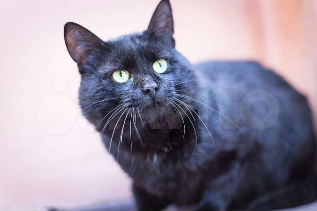 Толстощекий метис британца ищет дом