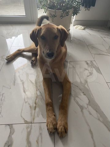 Собаки бесплатно в добрые руки