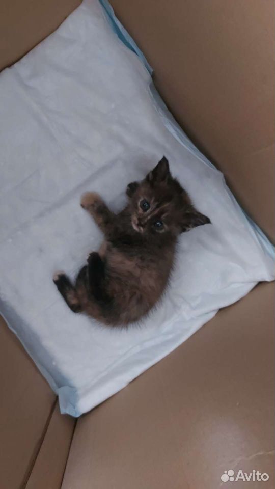Кошка 1 месяц
