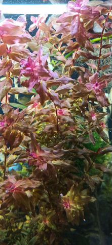 Ротала макранда красная, лист миндаля