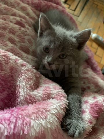 Котята метисы-британцы