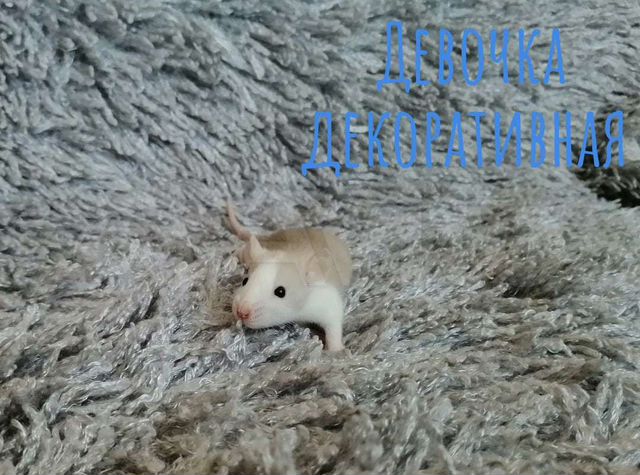 Крысята дамбо