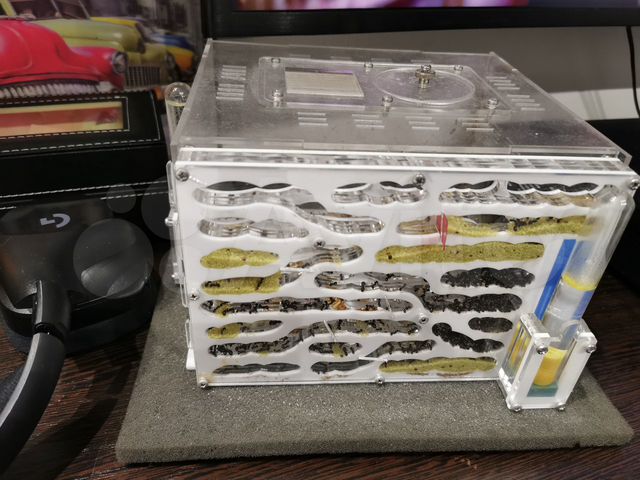 Формикарий с муравьями