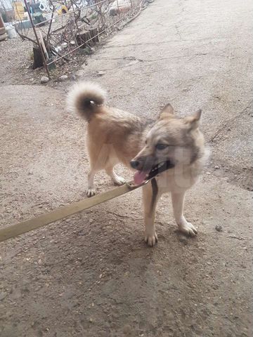 Лайка