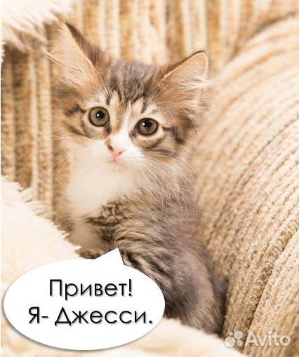 Джесси- котёнок с «моторчиком»