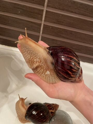 Годовалая большая Улитка ахатин