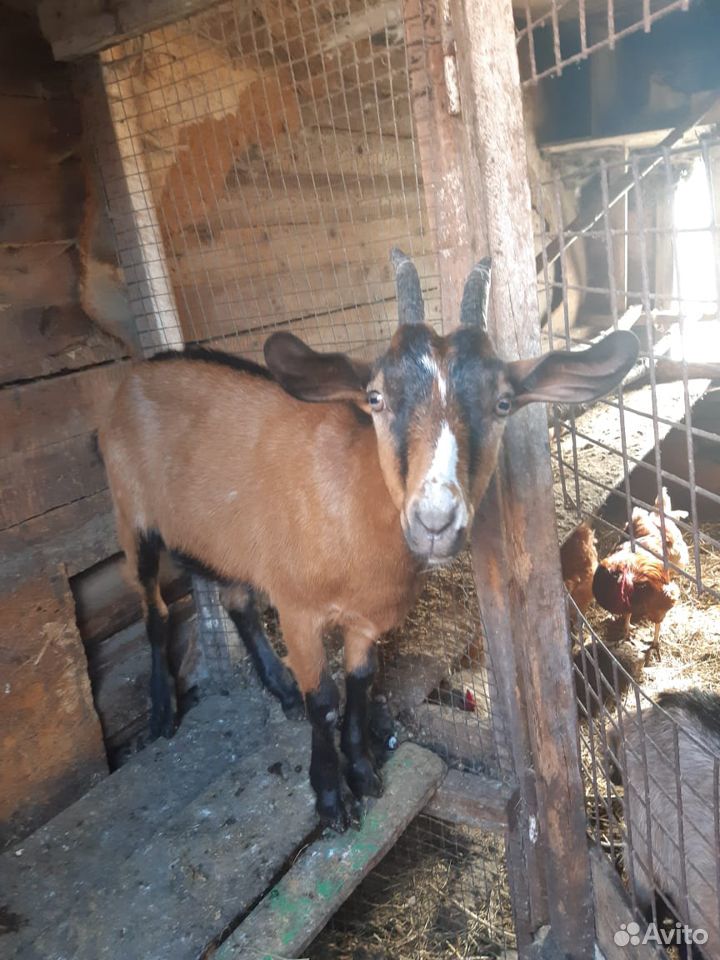 Козы и козлята