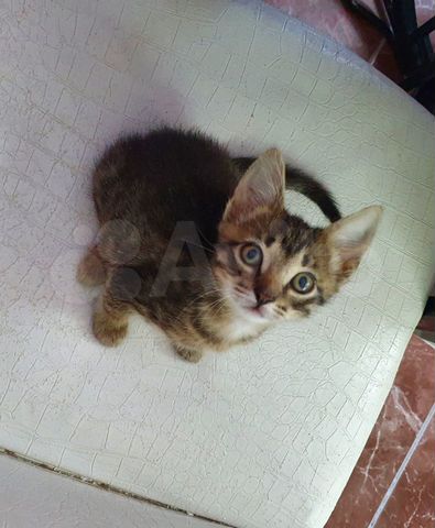 Котёнок Марфа Васильевна в добрые руки