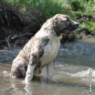 Среднеазиатская овчарка вязка (алабай)