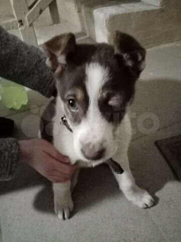 Собака в добрые руки щенок