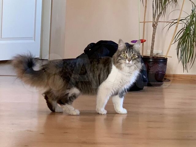 Кошечка Сибирушка