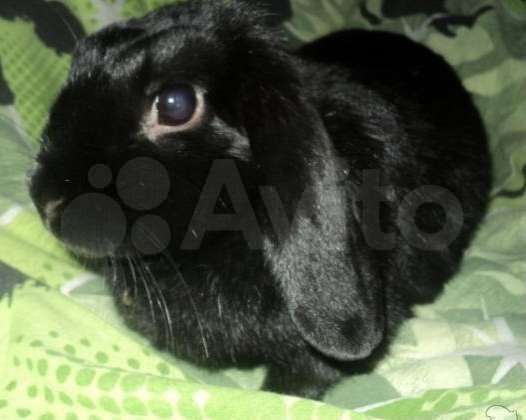 Кролик вислоухий