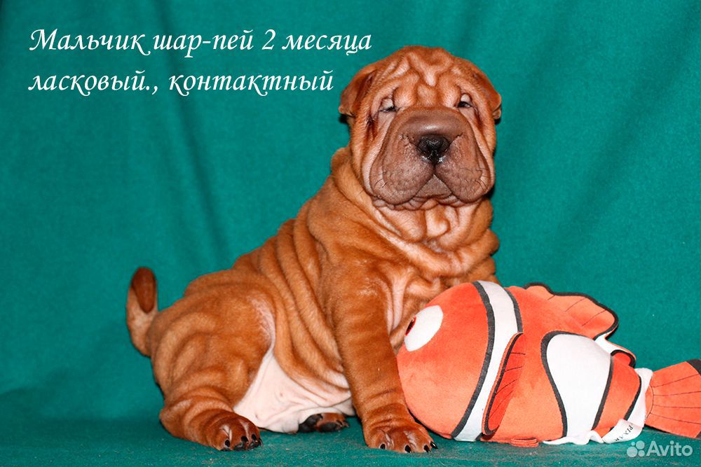 Море позитива