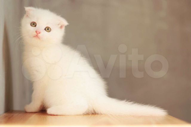 Белый вислоухий котенок