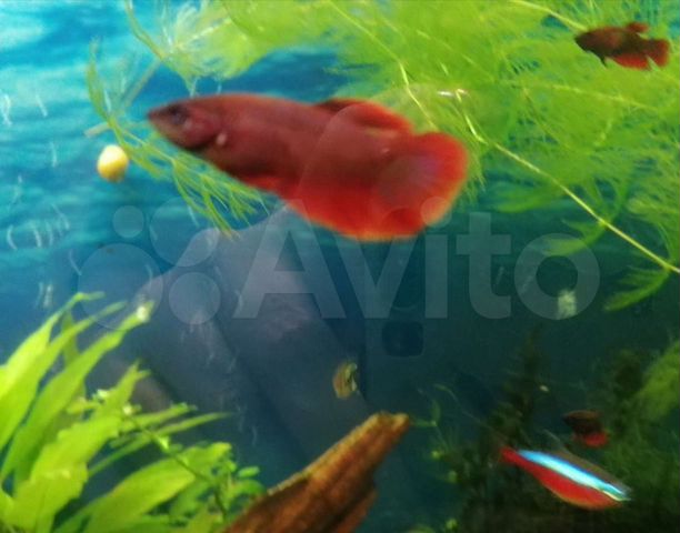 Петушки супер дельта