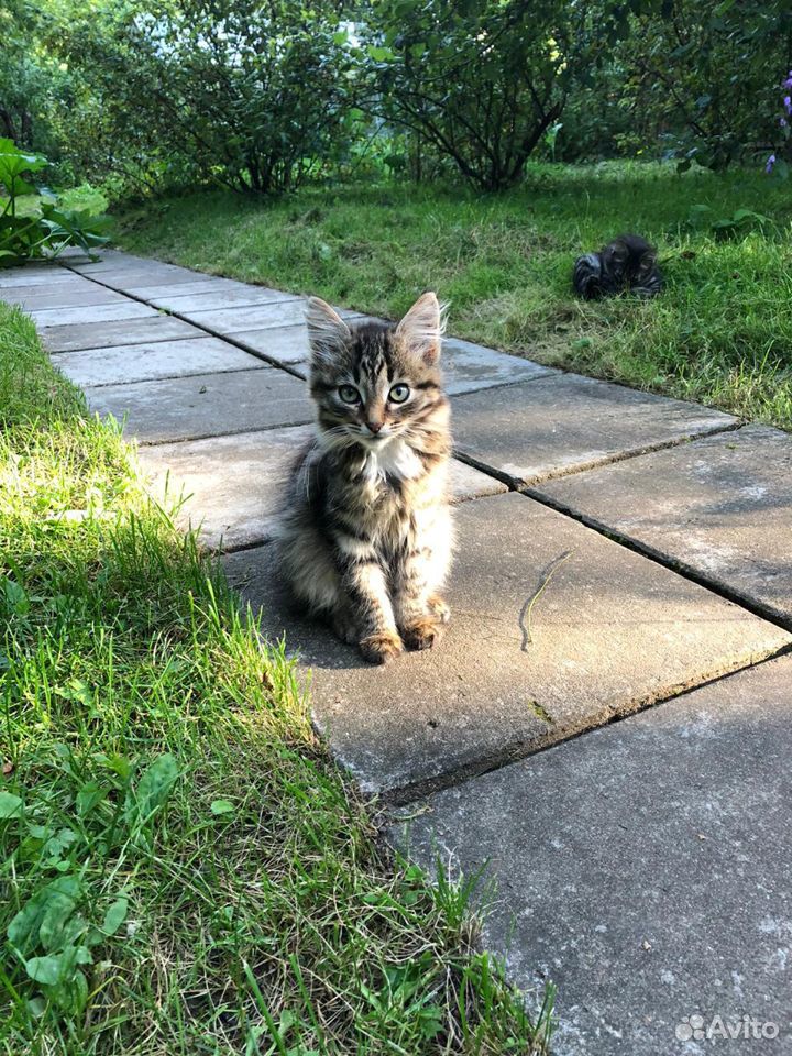 Котенок Мелисса