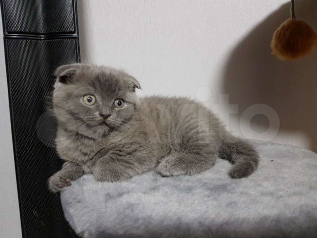 Шотландская вислоухая девочка скоттиш-фолд