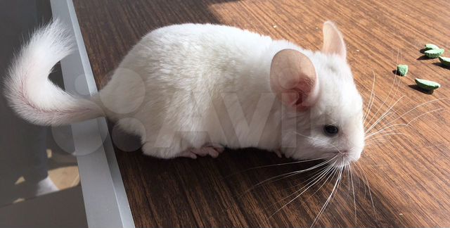 Шиншилла самка бело-розовая эбони 28.02.21