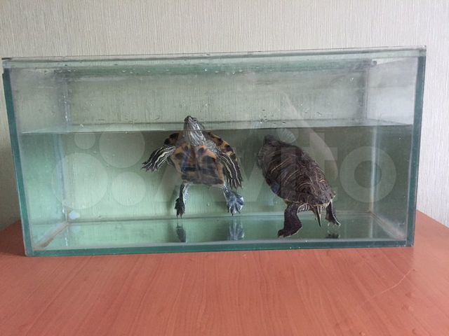 Красноухие черепахи