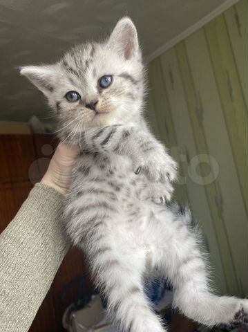 Британские котята