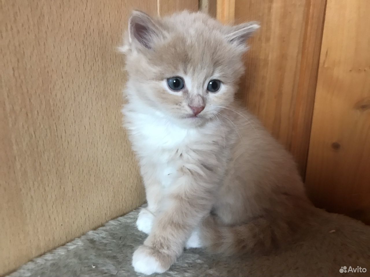 Котёнок мальчик Мэр 1 месяц рыжий