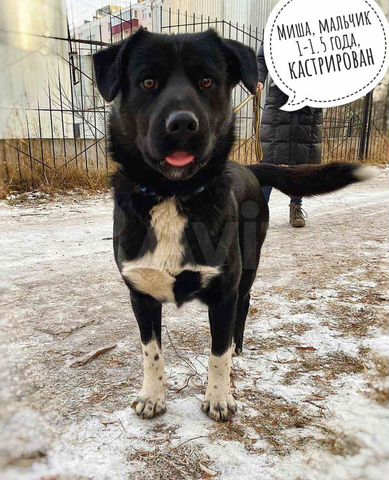Пёс Миша, 1.5 года