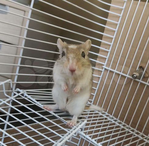 Песчанка