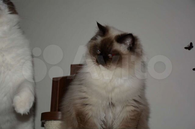 Рэгдолл - тряпичная кукла