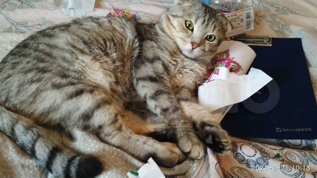 Кот случка