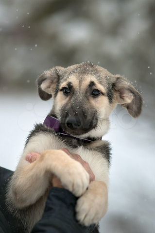 Щенок Милли ищет дом