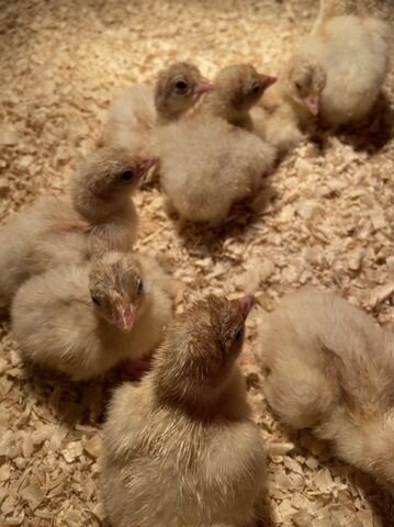 Индюшата биг 6