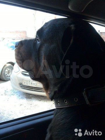 Ротвейлер Кобель приглашает на вязку