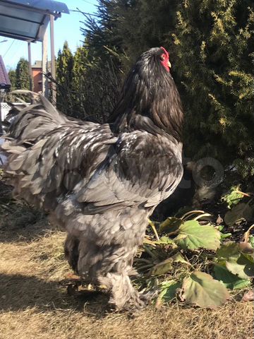 Семья брама