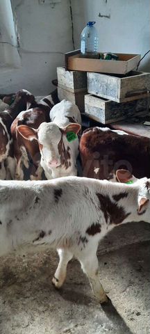 Бычки симментал