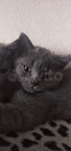 Шотландские прямоухие котята