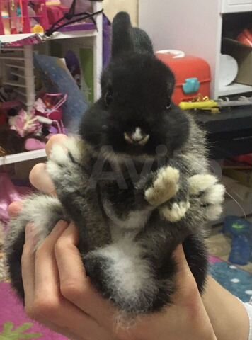 Крольчонок плюс клетка