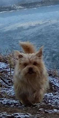 Вязка Лхаса Апсо