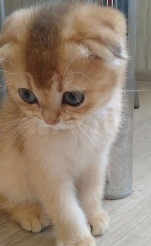 Пацан и девчушка вислоухие золотого окраса