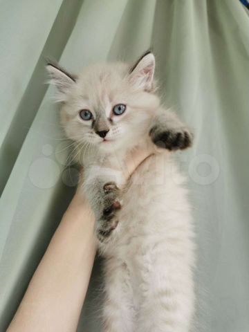 Британские котята