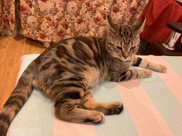 Кот, котёнок(подросток). бесплатно