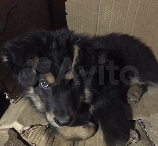 Щенок, девочка, 3 месяца