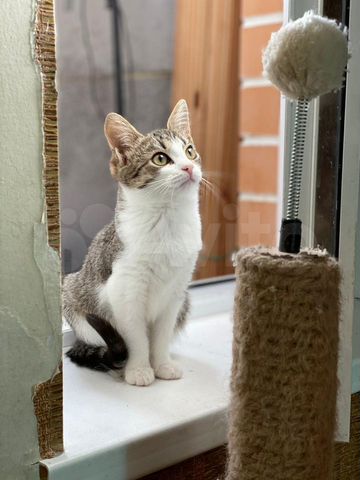Котенок - девочка с большими глазами