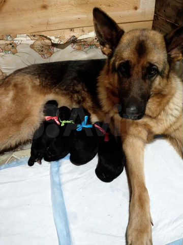 Щенята немецкой овчарки