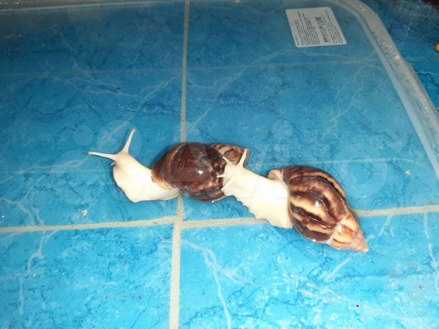 Улитка ахатина альбино боди