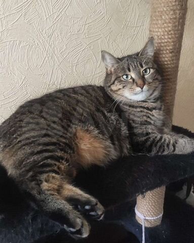 Кошка Тигра